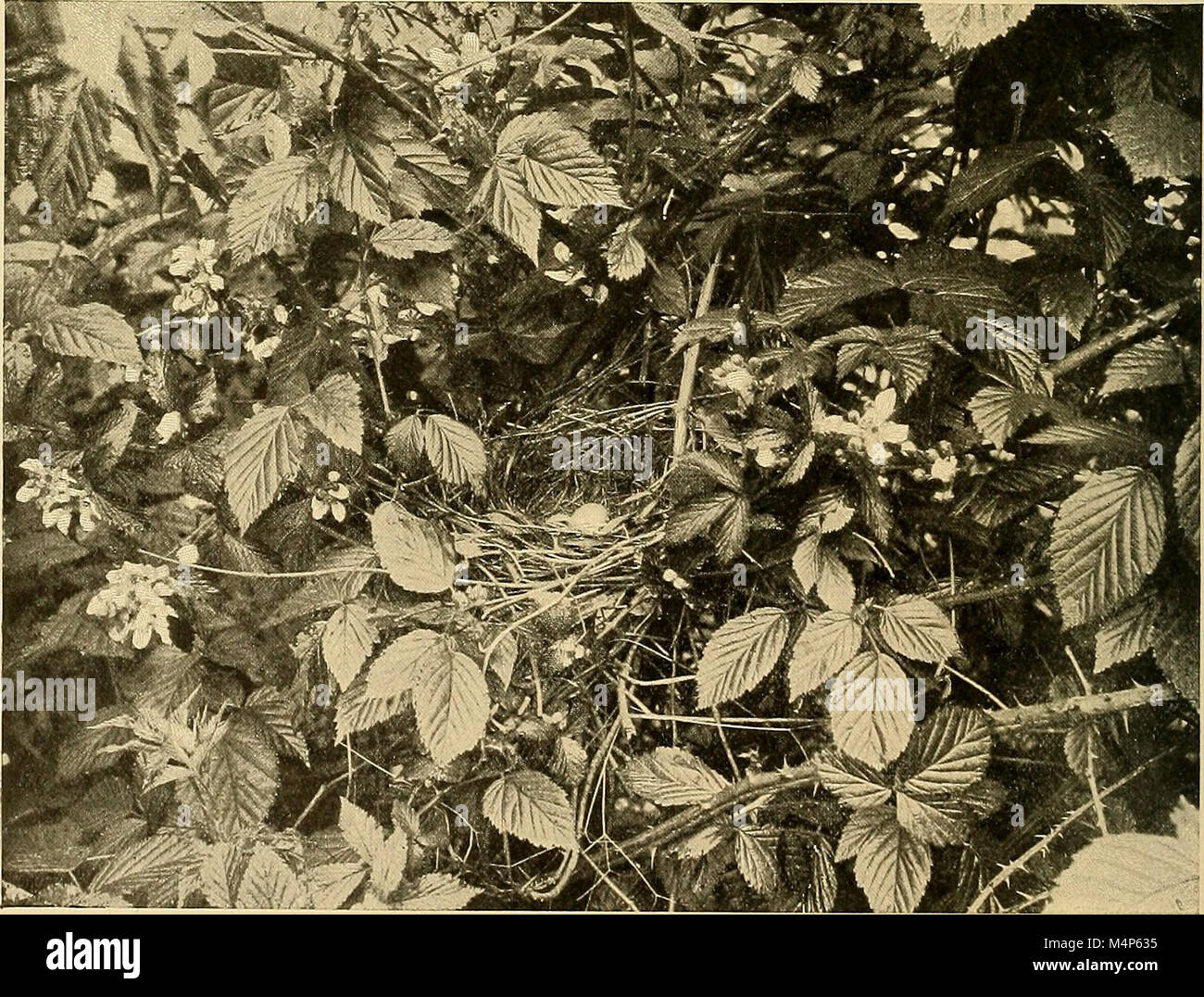 A scientific publication focused on the study of birds, including ...