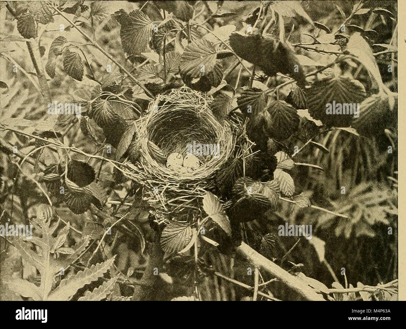 Bird lore (1903) (14750800595 Stock Photo - Alamy