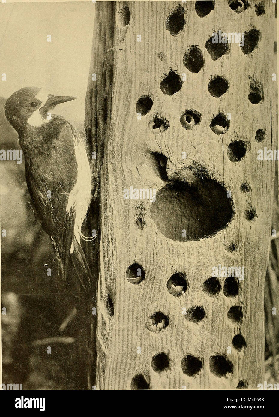 Bird lore (1903) (14750815495 Stock Photo - Alamy