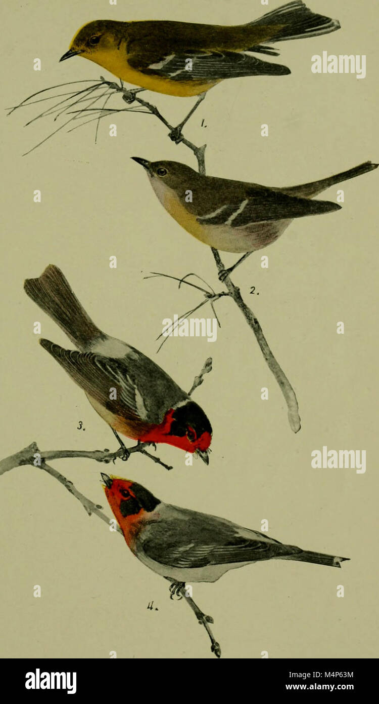 *Bird Lore* (1904) offers insights into the behavior, identification ...