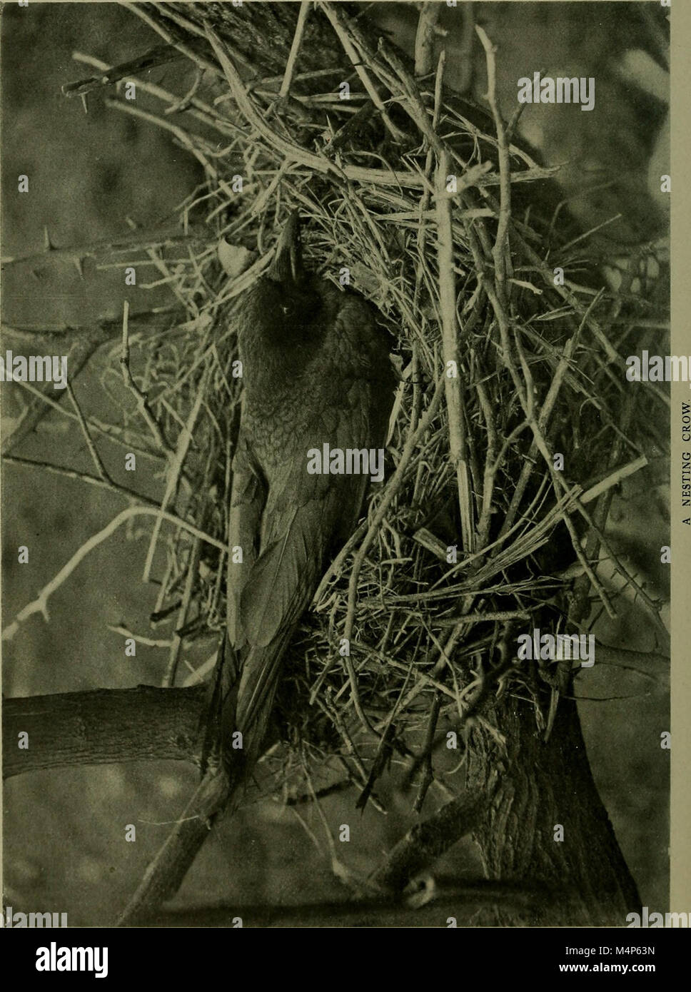 Bird lore (1904) (14564994849 Stock Photo - Alamy