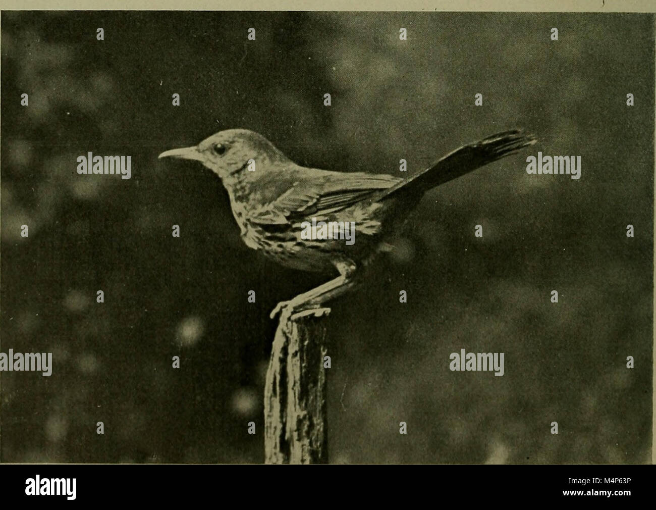 Bird lore (1904) (14564997508 Stock Photo - Alamy