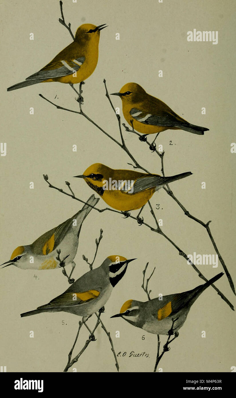 Bird lore (1904) (14565000148 Stock Photo - Alamy