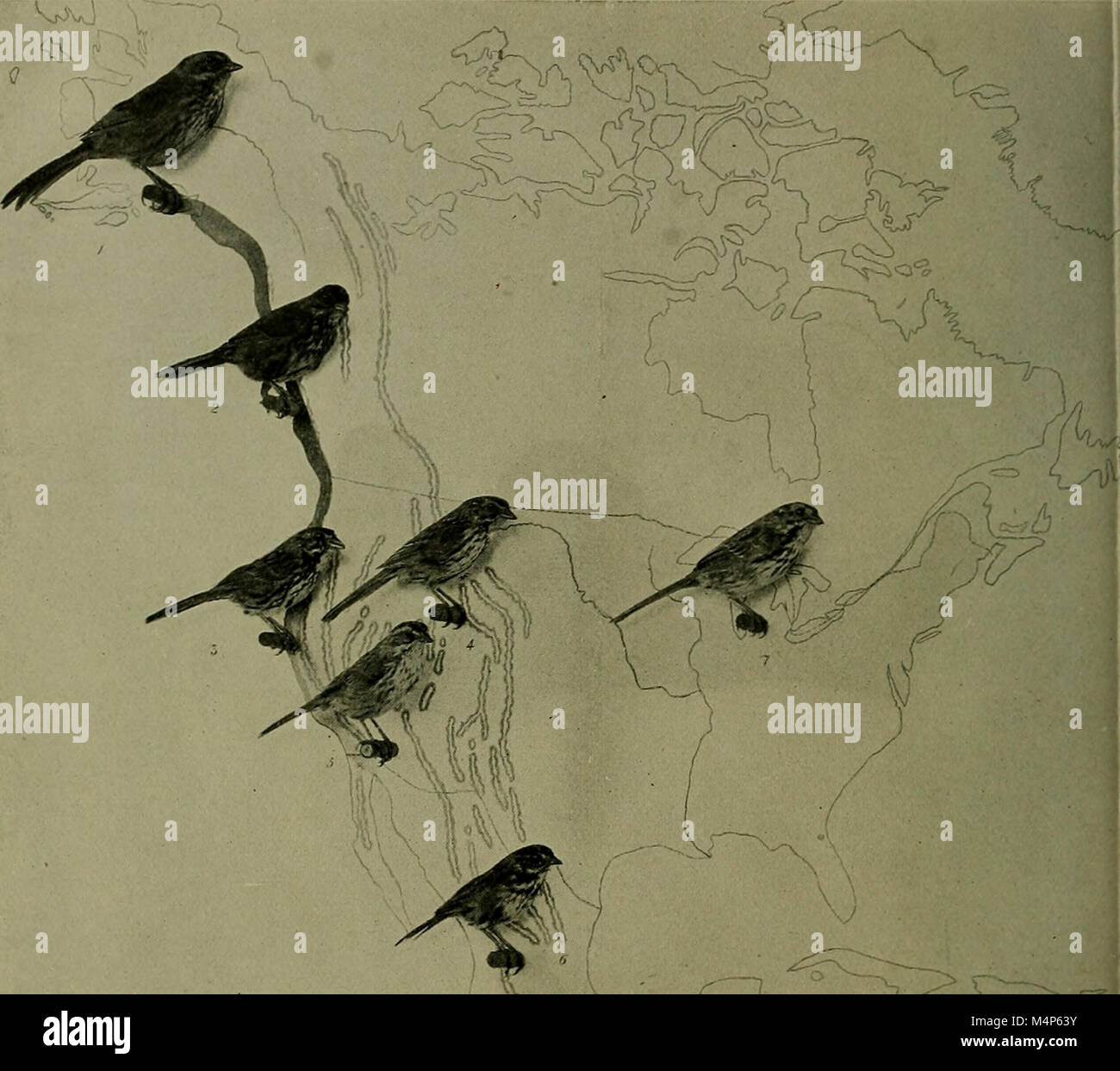 Bird Lore, published in 1904, explores the study of birds through ...