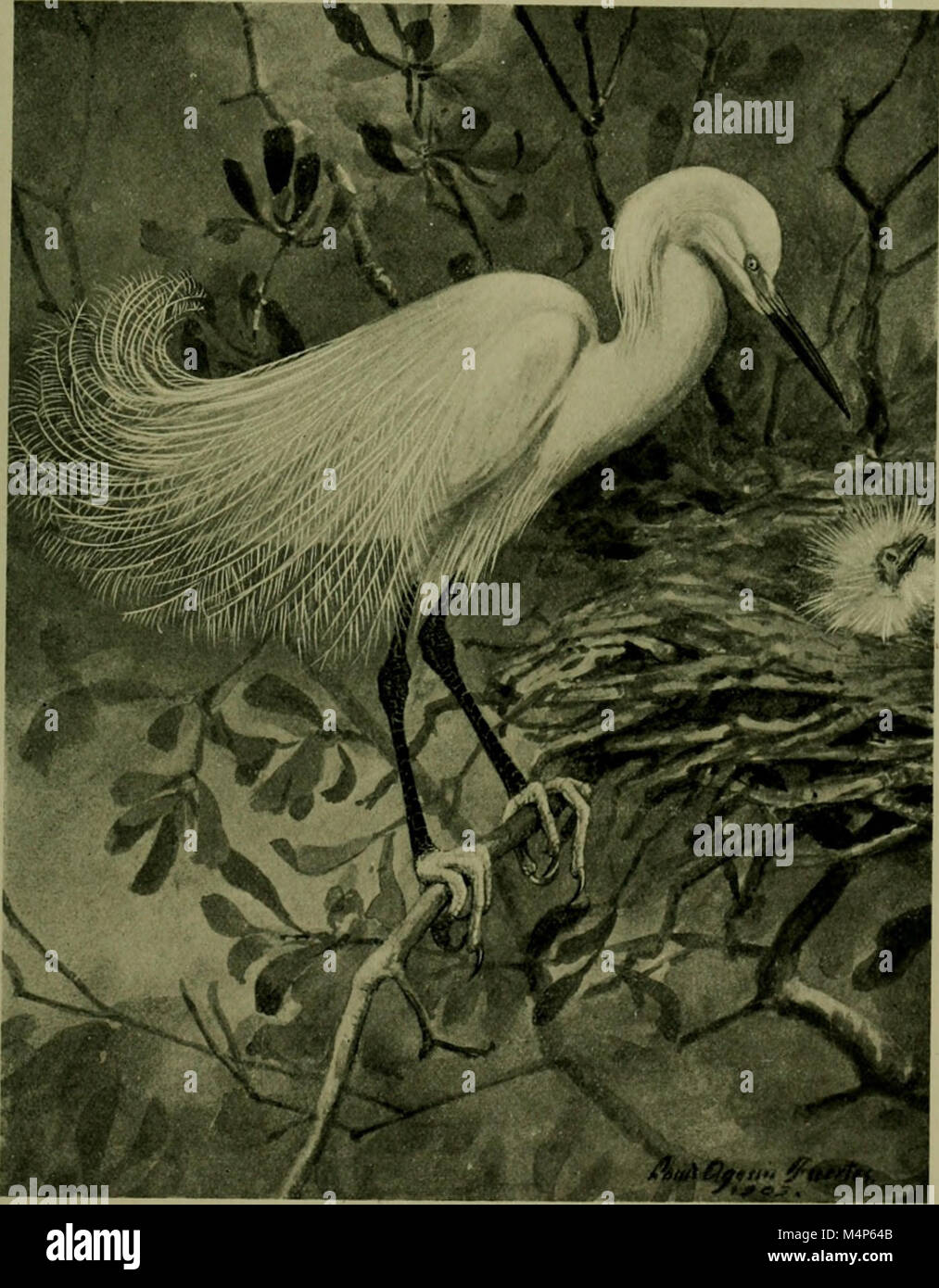 Bird lore (1904) (14748474831 Stock Photo - Alamy