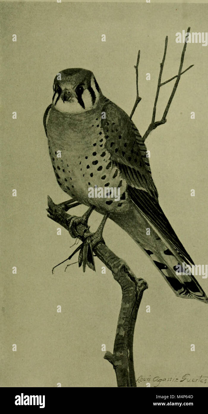 Bird lore (1904) (14749320994 Stock Photo - Alamy