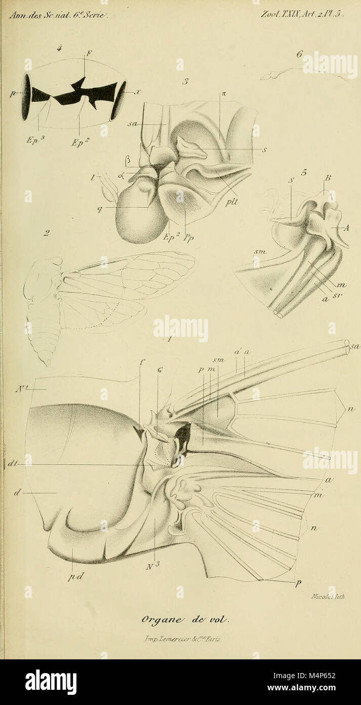 'Annales des Sciences Naturelles' (1885) is a scientific journal that ...