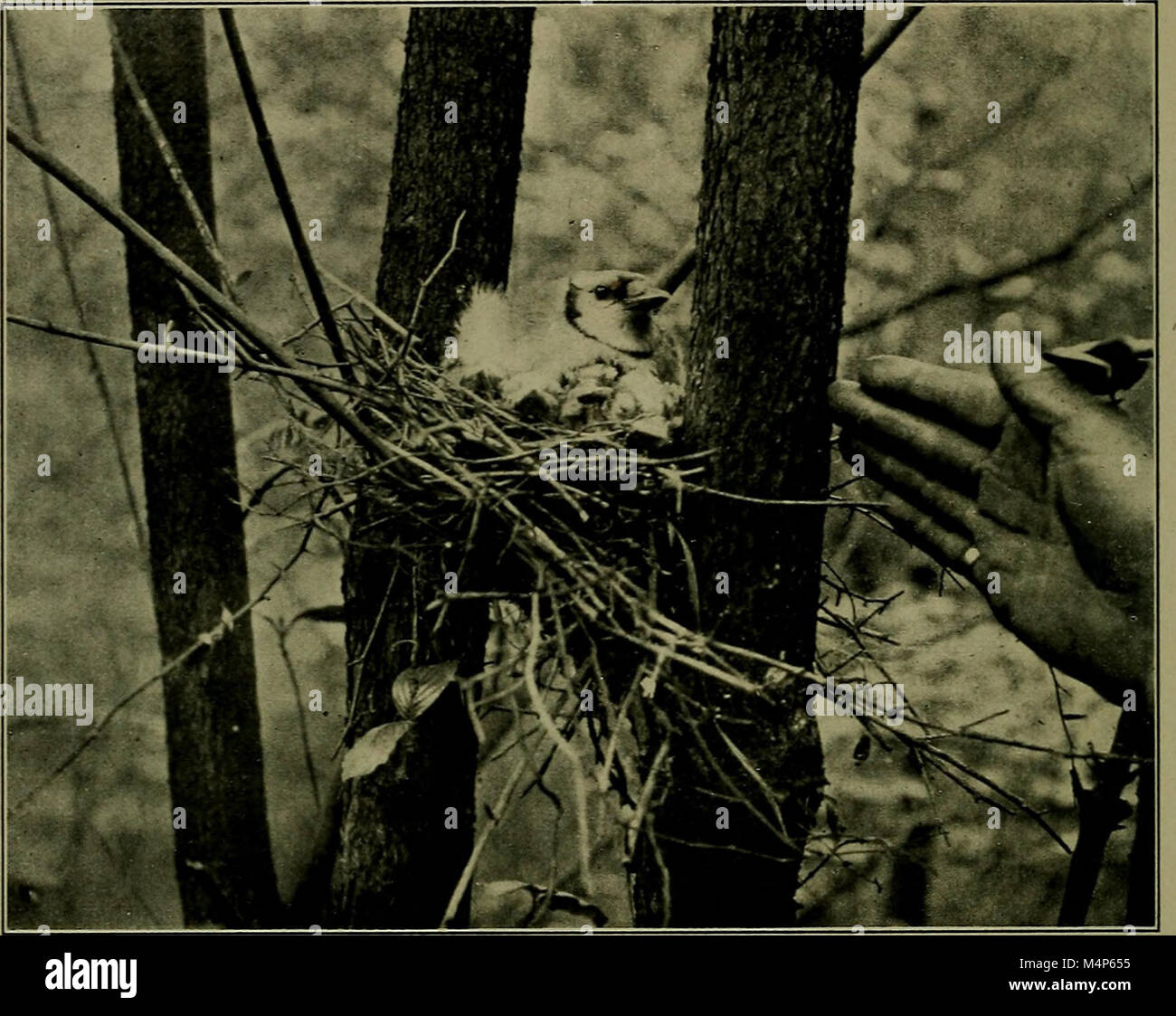 'Bird Lore' (1905) is a periodical focused on birds and birdwatching ...