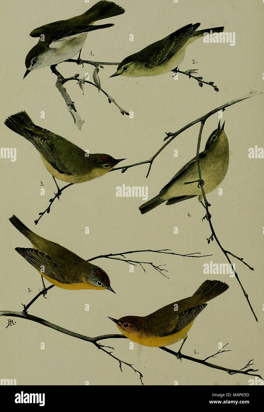 'Bird Lore' (1905) is a periodical focused on the study of birds, their ...