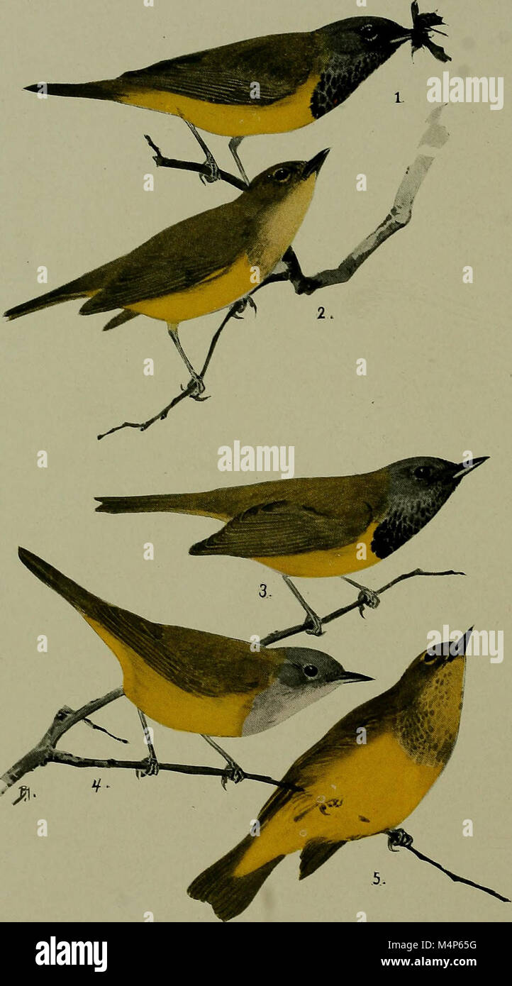 Bird Lore (1905) provides information on bird species, birdwatching ...