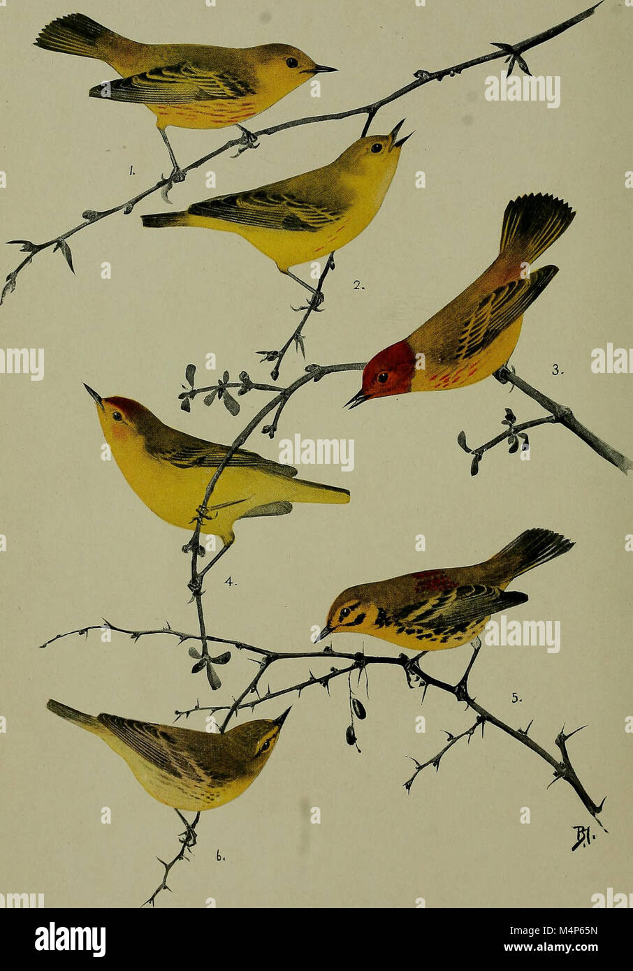 'Bird Lore' from 1905 is a journal that explores various aspects of ...
