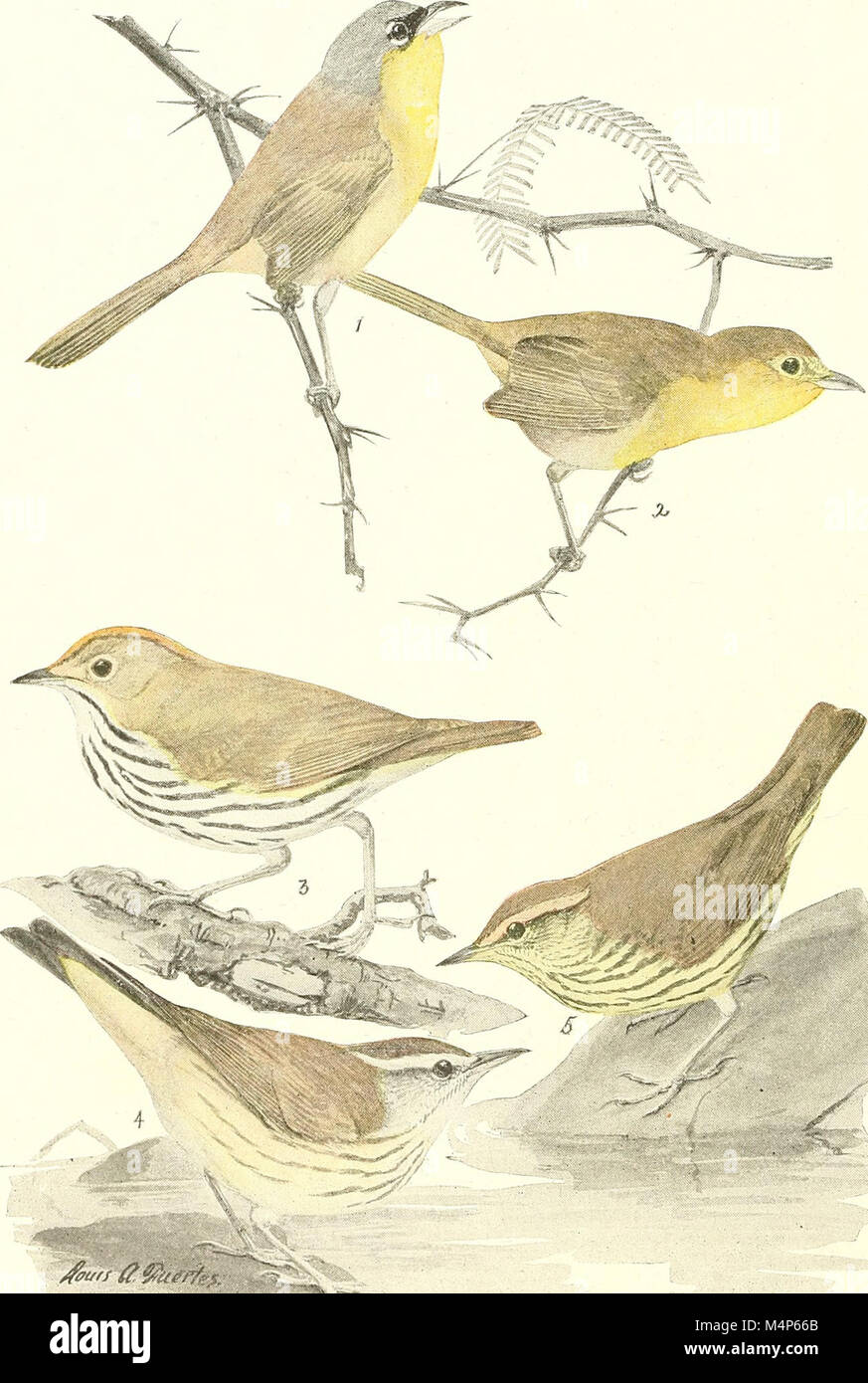 *Bird Lore* (1906) is a journal dedicated to the study and appreciation ...