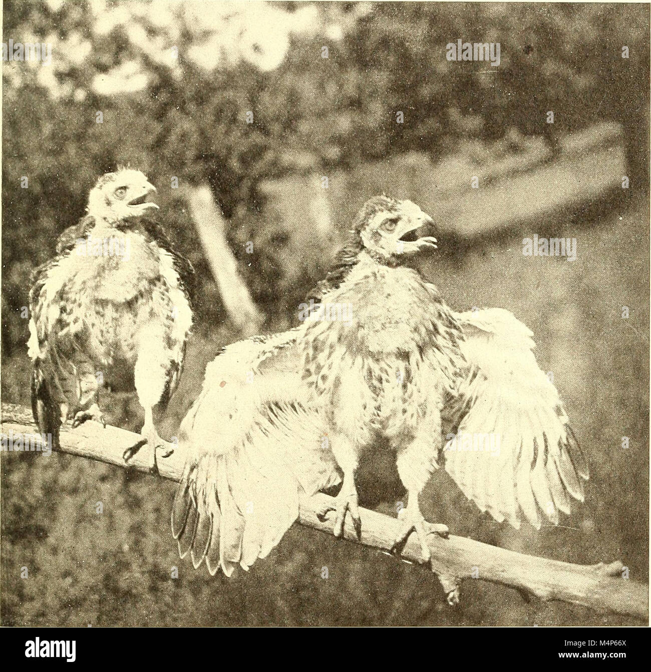 Bird lore (1906) (14750986632 Stock Photo - Alamy