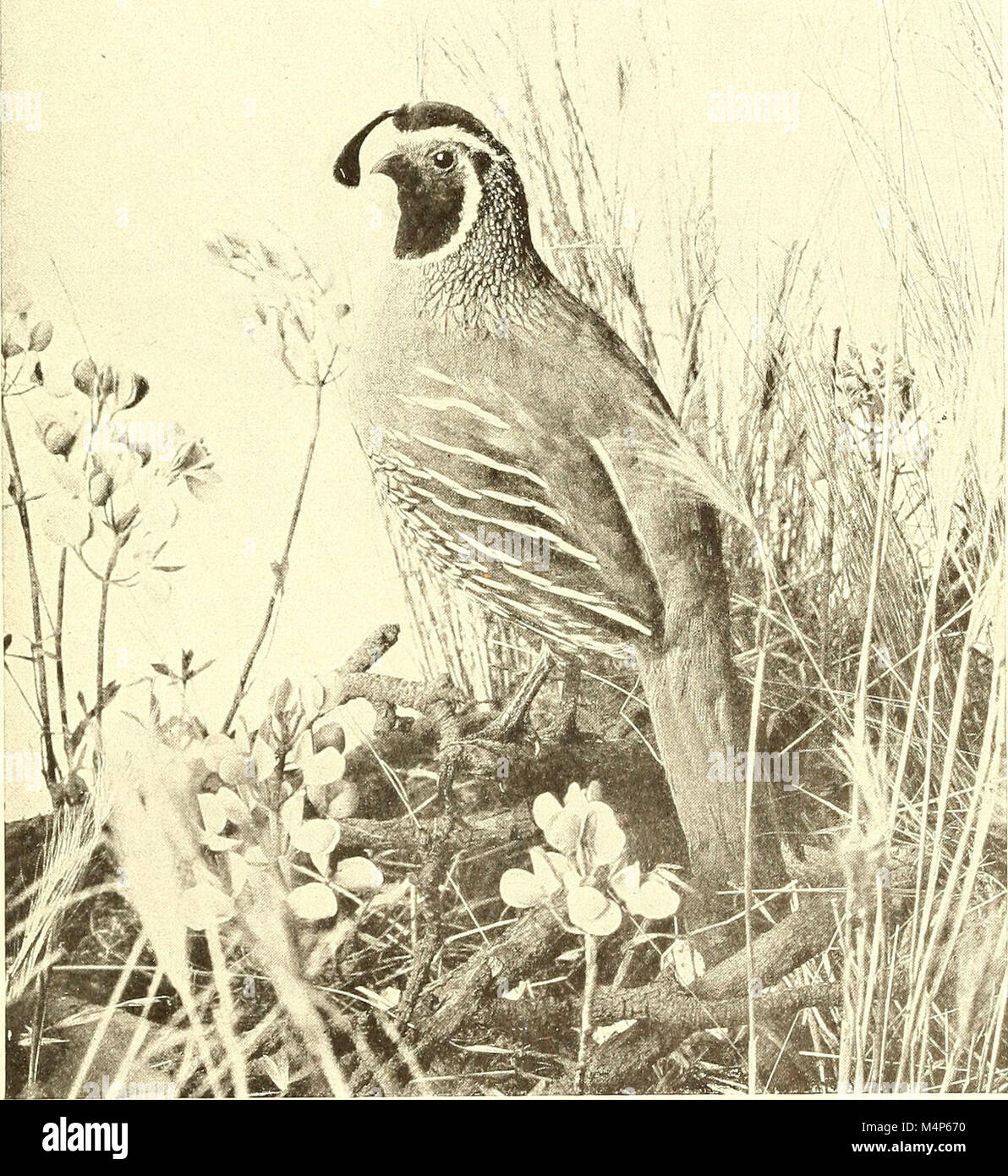 Bird lore (1906) (14751262435 Stock Photo - Alamy