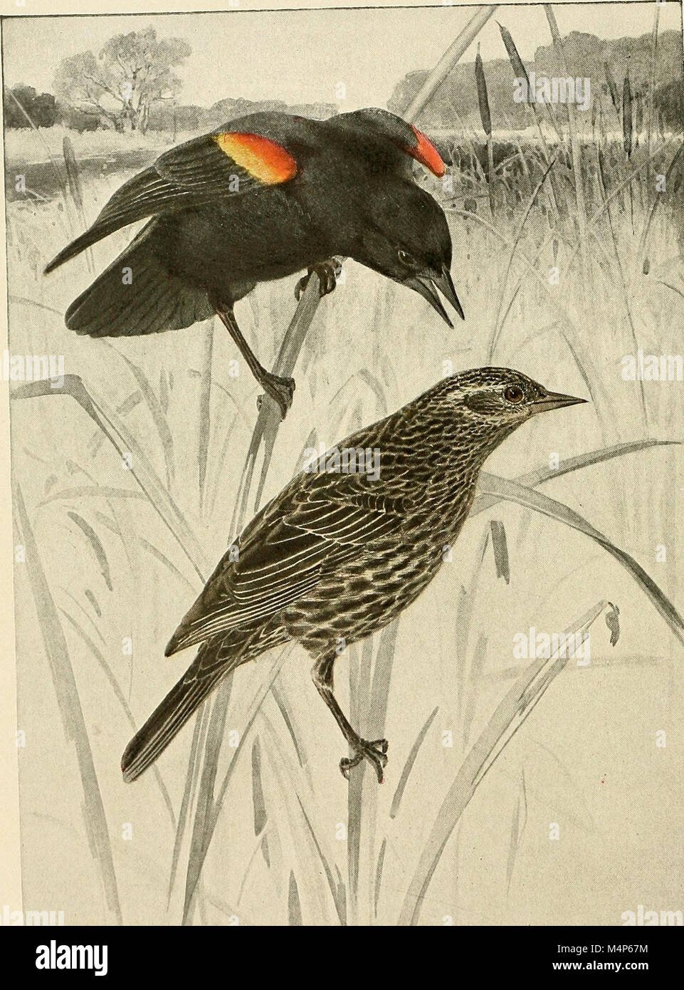 Bird lore (1907) (14569191857 Stock Photo - Alamy