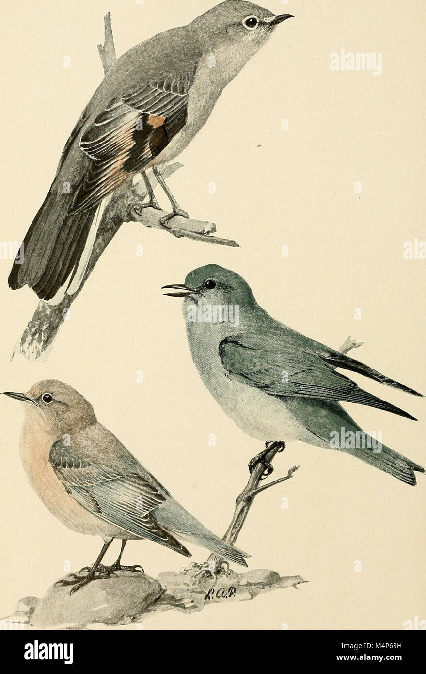 *Bird Lore* (1907) covers the study of bird species, their behavior ...