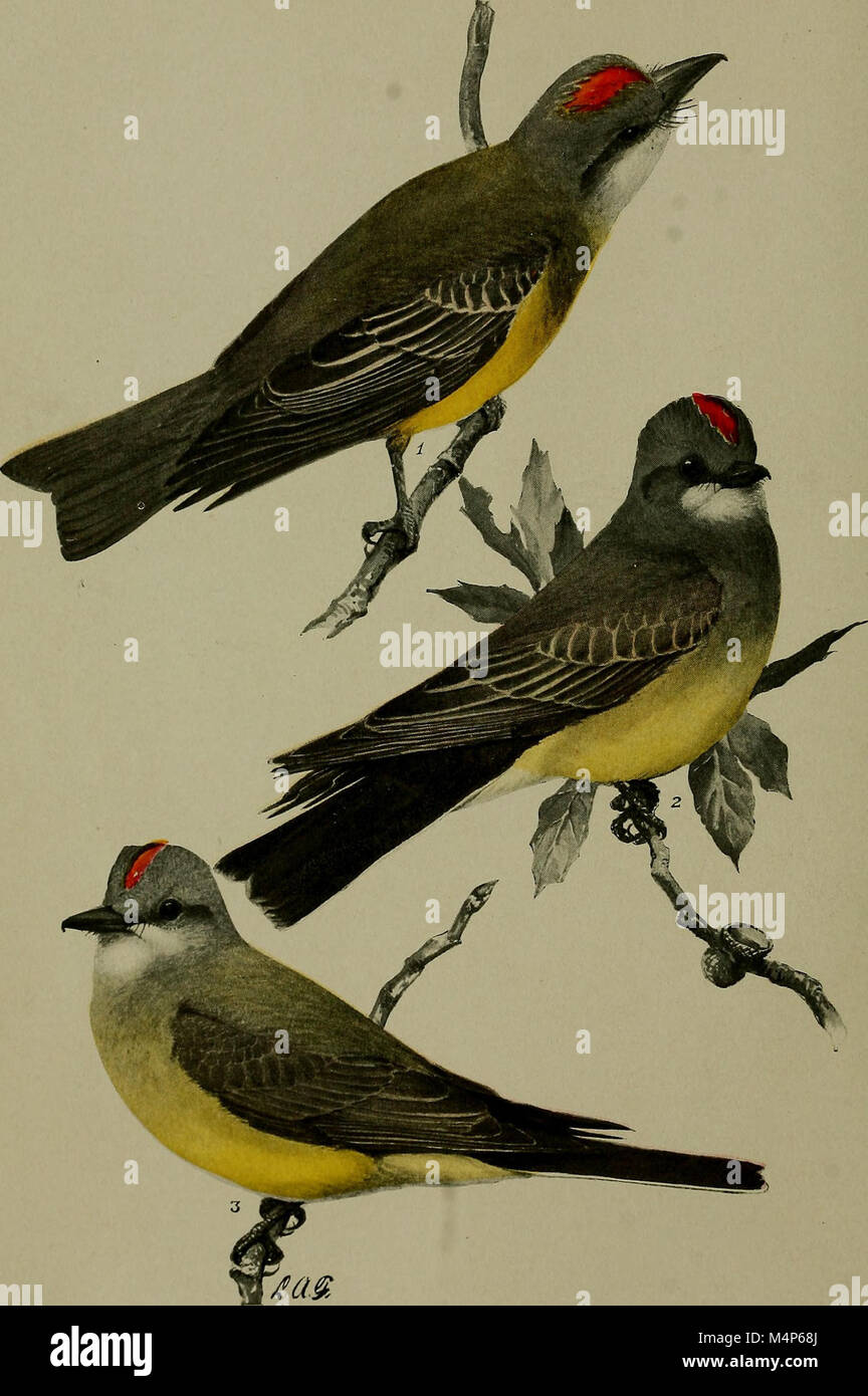 Bird lore (1908) (14564145090 Stock Photo - Alamy