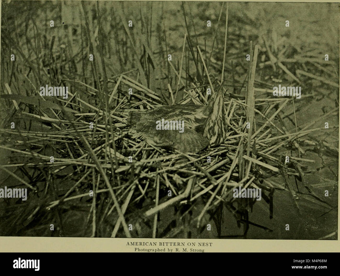 Bird lore (1908) (14564179840 Stock Photo - Alamy