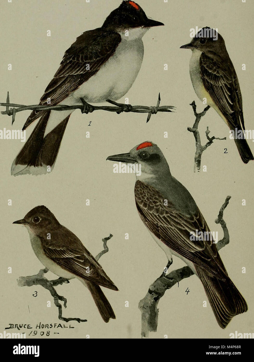 Bird lore (1908) (14564191400 Stock Photo - Alamy