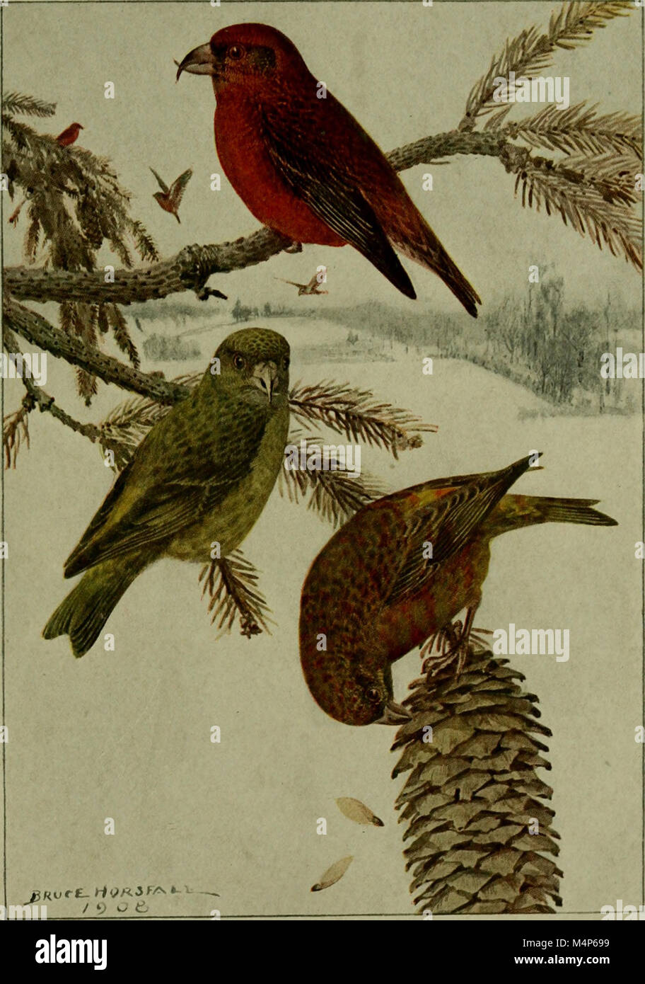 Bird lore (1908) (14564257869 Stock Photo - Alamy