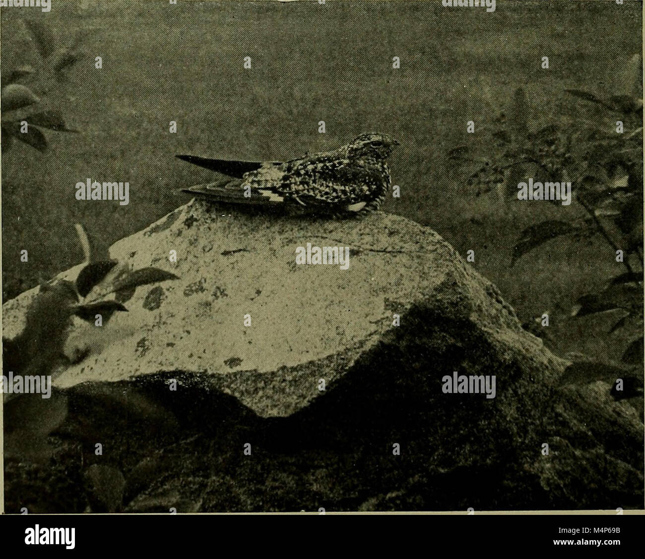 Bird lore (1908) (14564437537 Stock Photo - Alamy