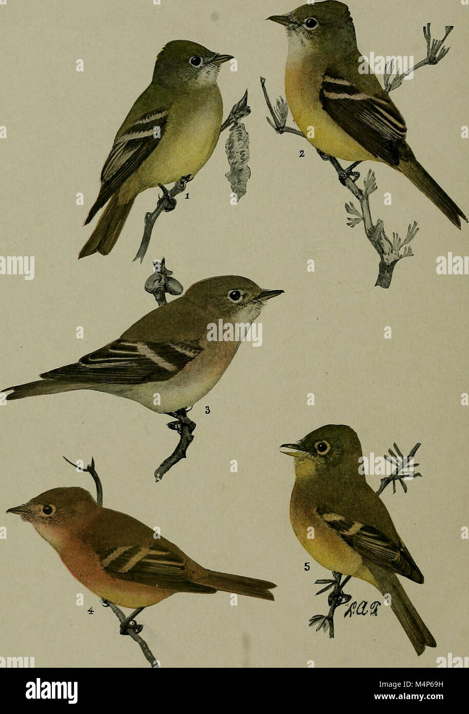 Bird lore (1908) (14727837996 Stock Photo - Alamy