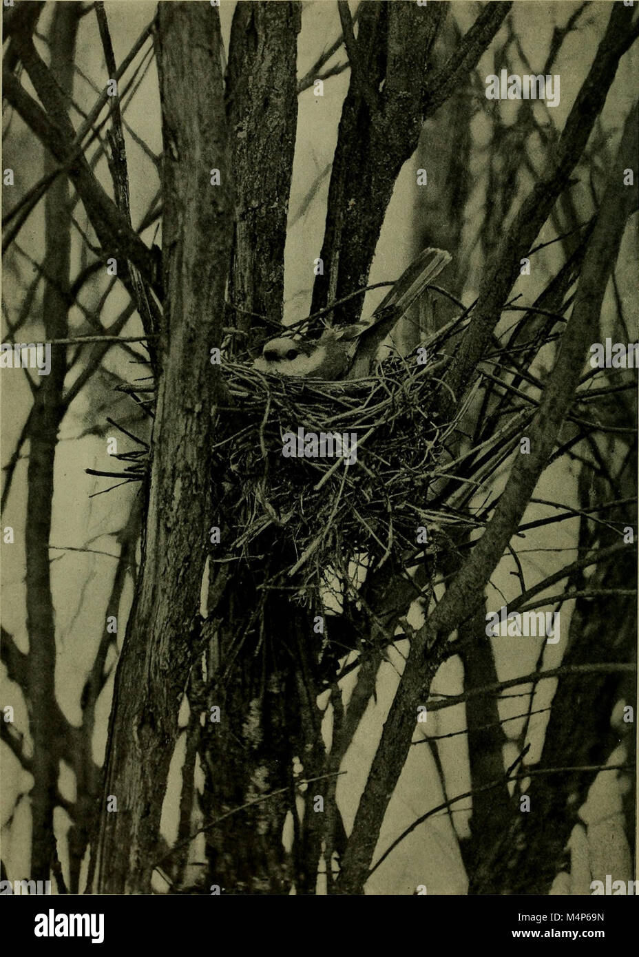 Bird lore (1908) (14747660341 Stock Photo - Alamy