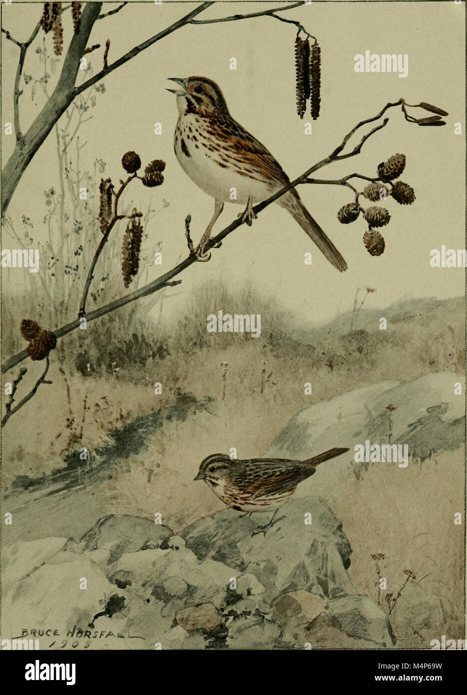 Bird lore (1908) (14748506264 Stock Photo - Alamy