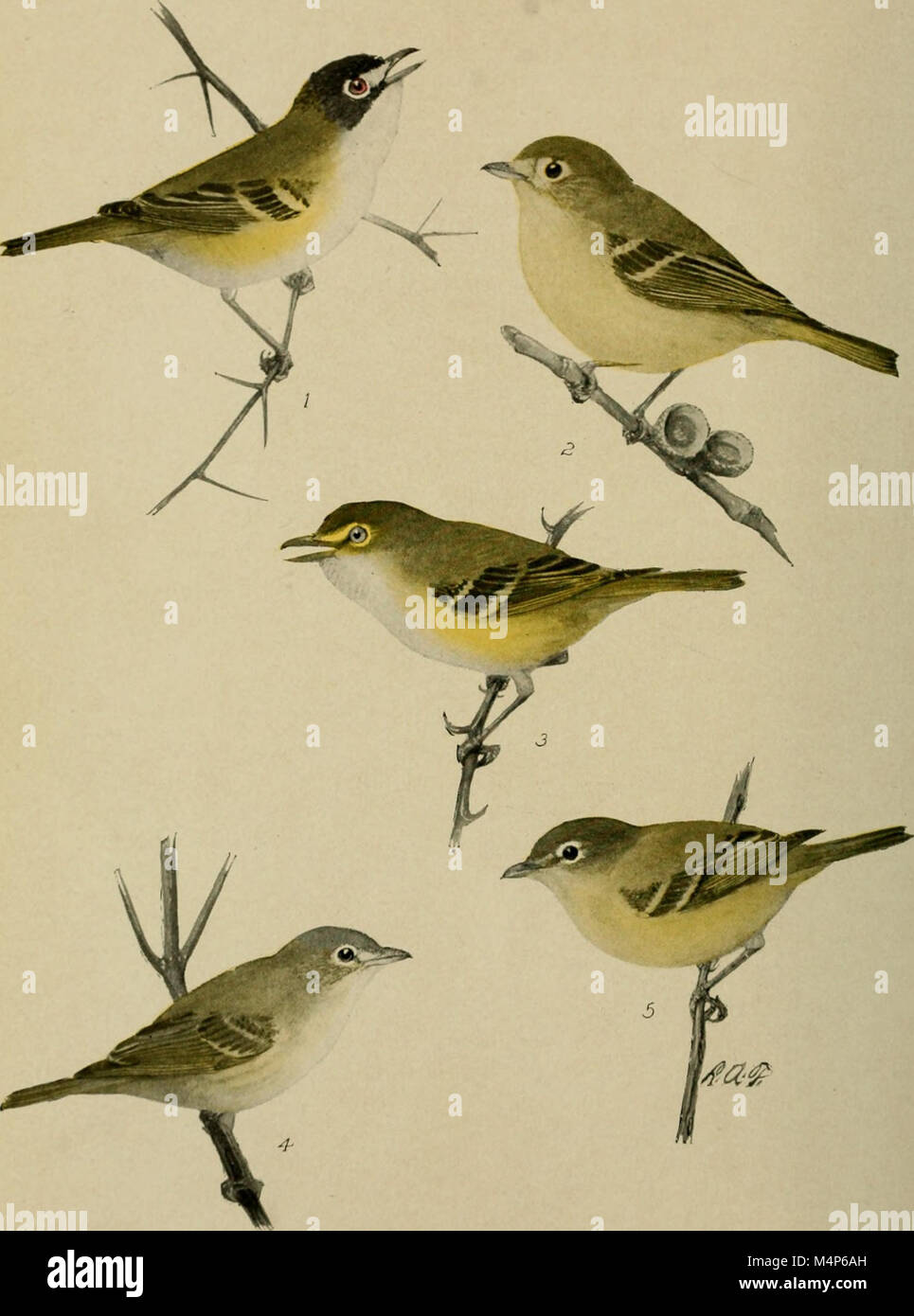 'Bird Lore' (1909) is a publication dedicated to the study of birds ...