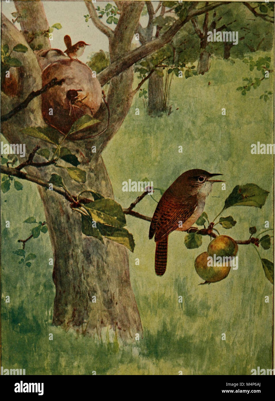 Bird lore (1909) (14568979439 Stock Photo - Alamy