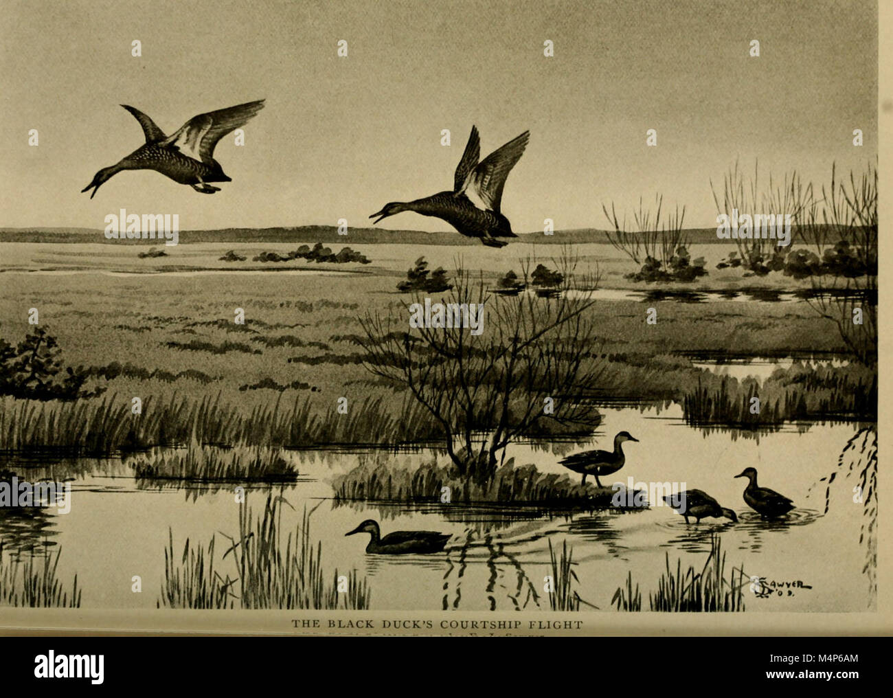 Bird lore (1909) (14568996798 Stock Photo - Alamy