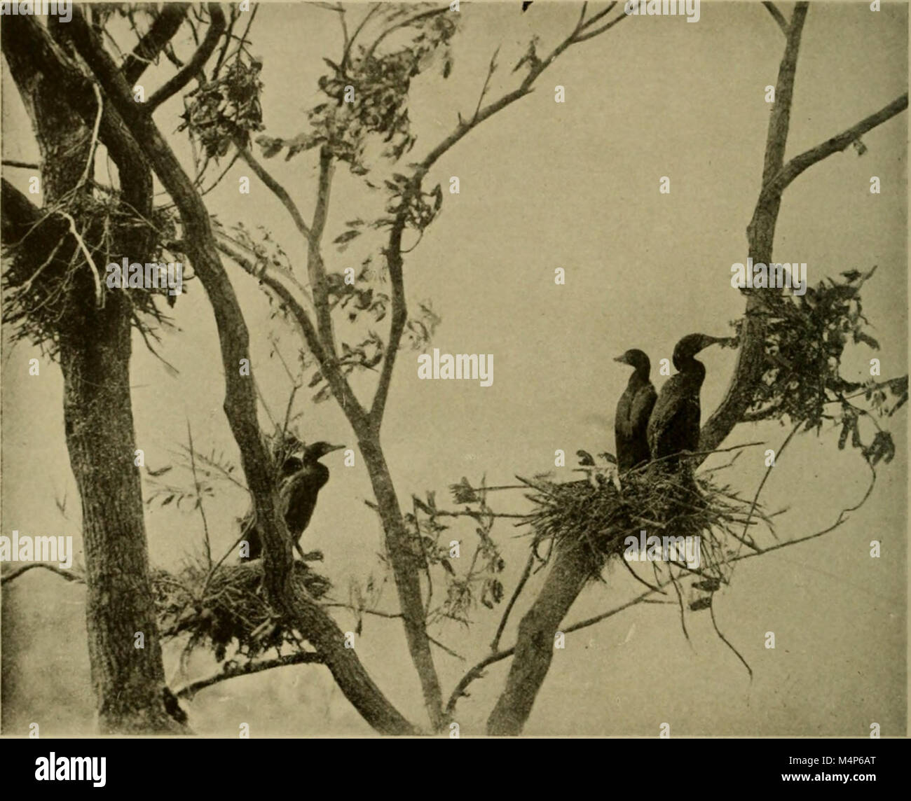 Bird Lore, a 1909 publication, explores various aspects of bird life ...
