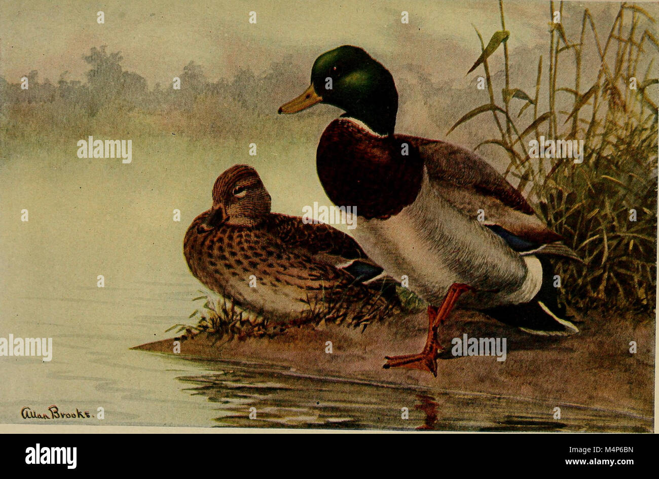 Bird Lore (1909) provides a comprehensive overview of bird behavior ...