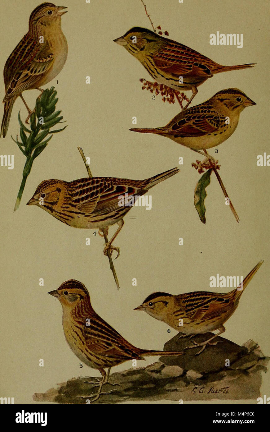 Bird lore (1910) (14568823539 Stock Photo - Alamy