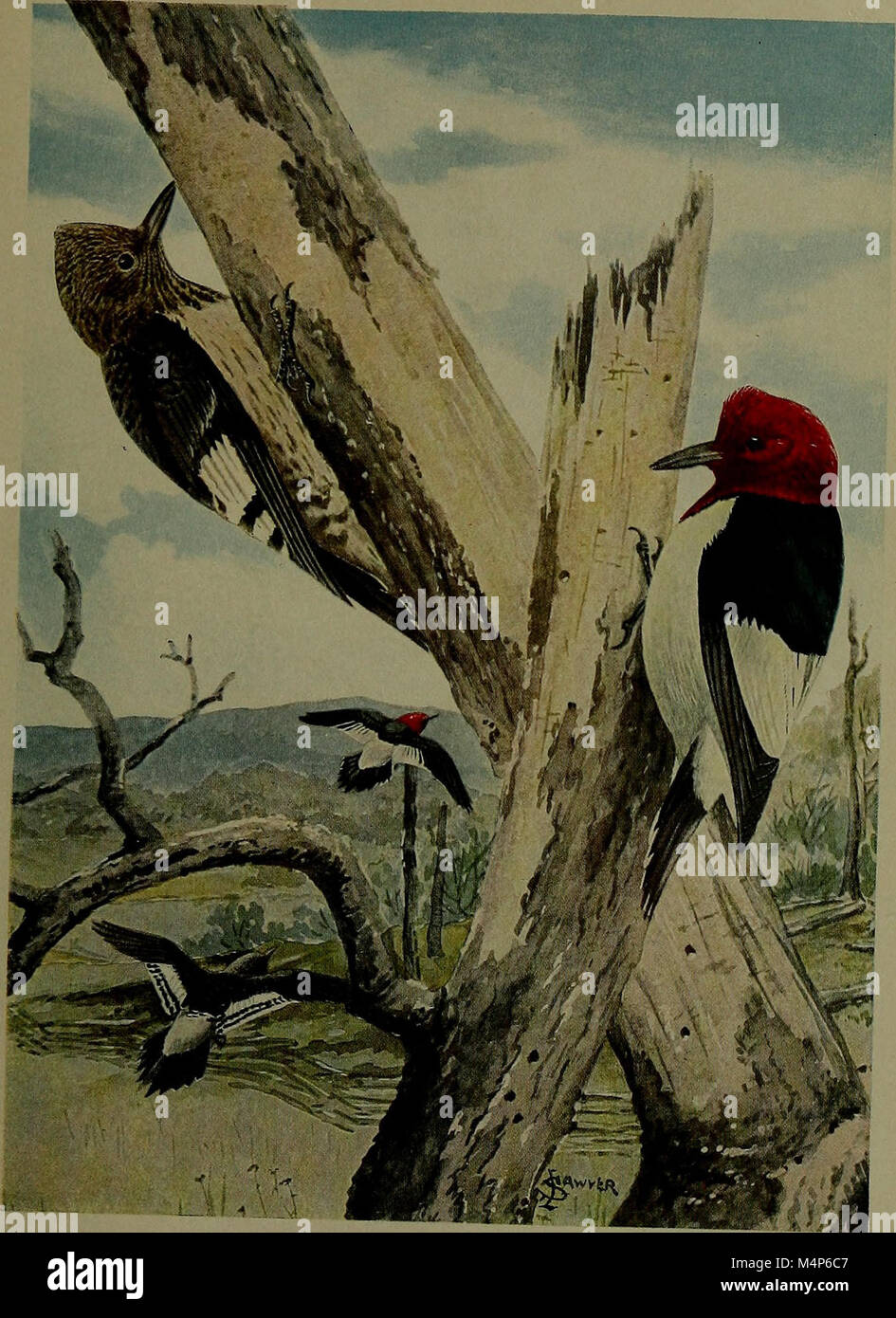 Bird lore (1910) (14569049347 Stock Photo - Alamy