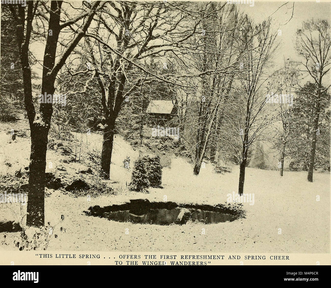Bird lore (1911) (14568559429 Stock Photo - Alamy