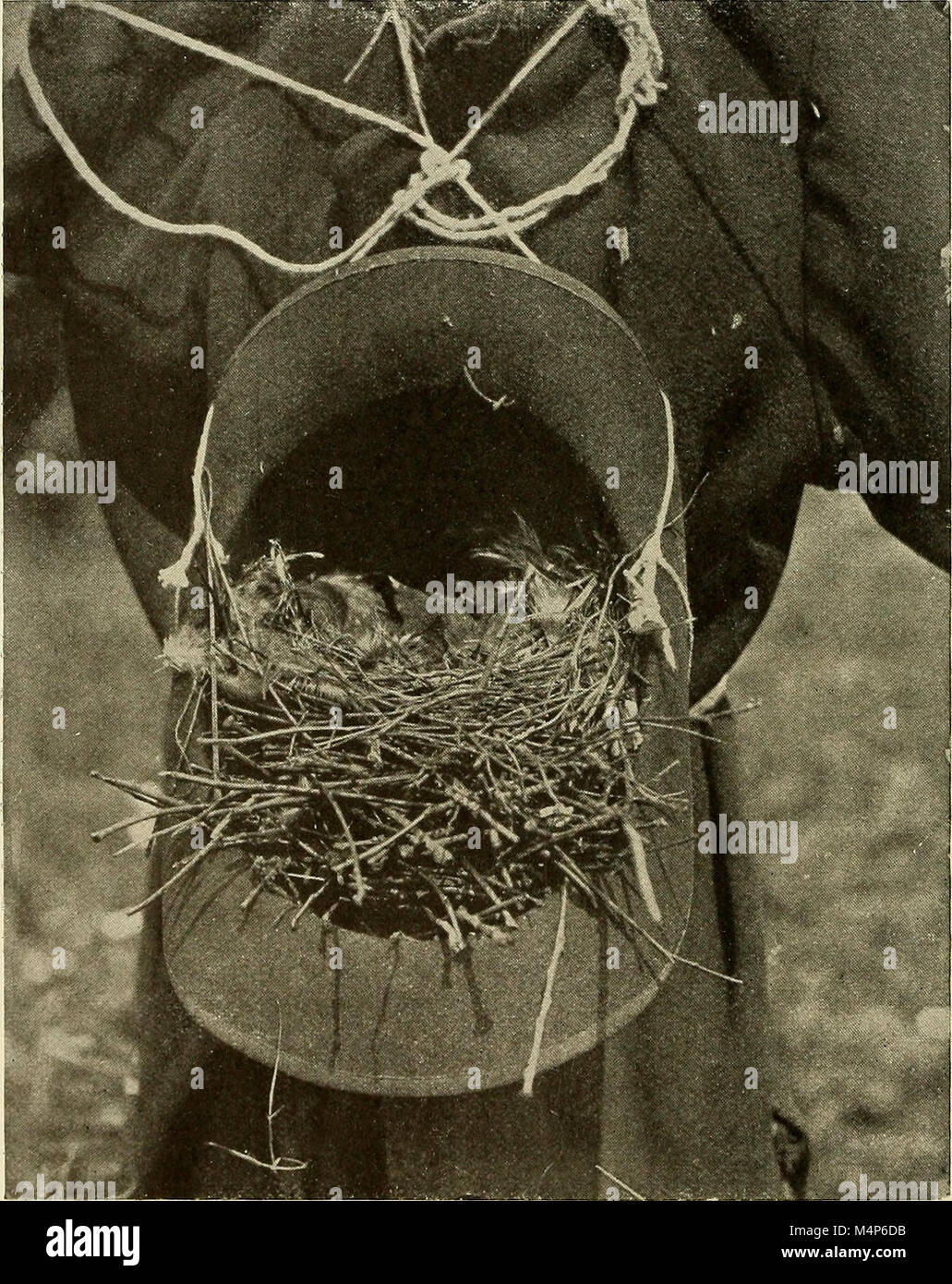 Bird Lore (1911) is a periodical focused on ornithology, offering ...