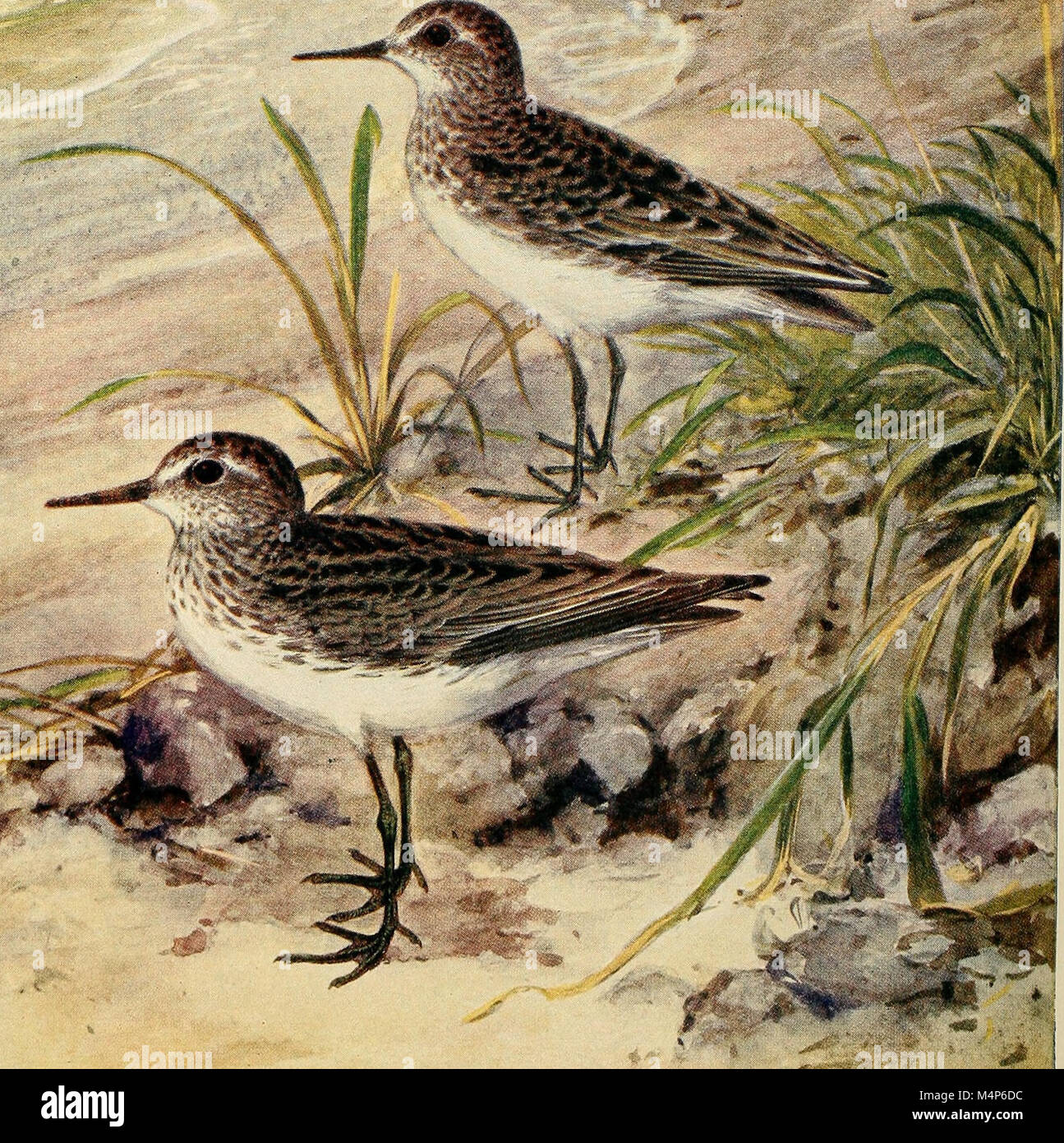 Bird lore (1911) (14732273696 Stock Photo - Alamy