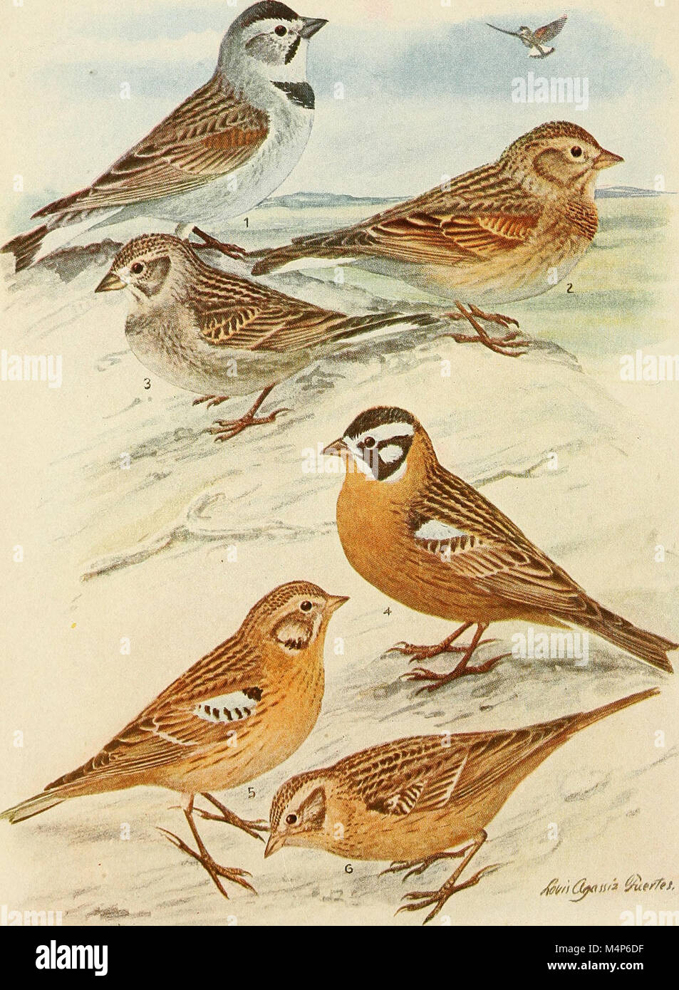 Bird lore (1911) (14752046621 Stock Photo - Alamy