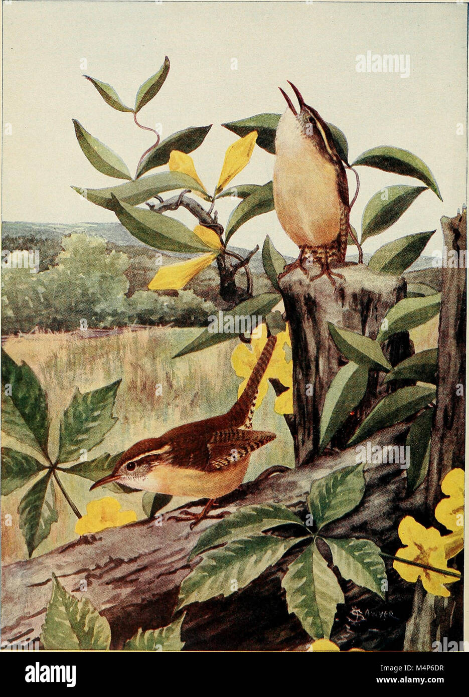 Bird lore (1911) (14752904234 Stock Photo - Alamy