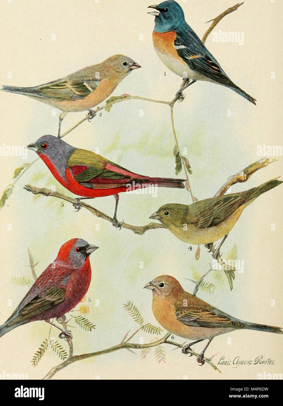 Bird lore (1911) (14752919714 Stock Photo - Alamy