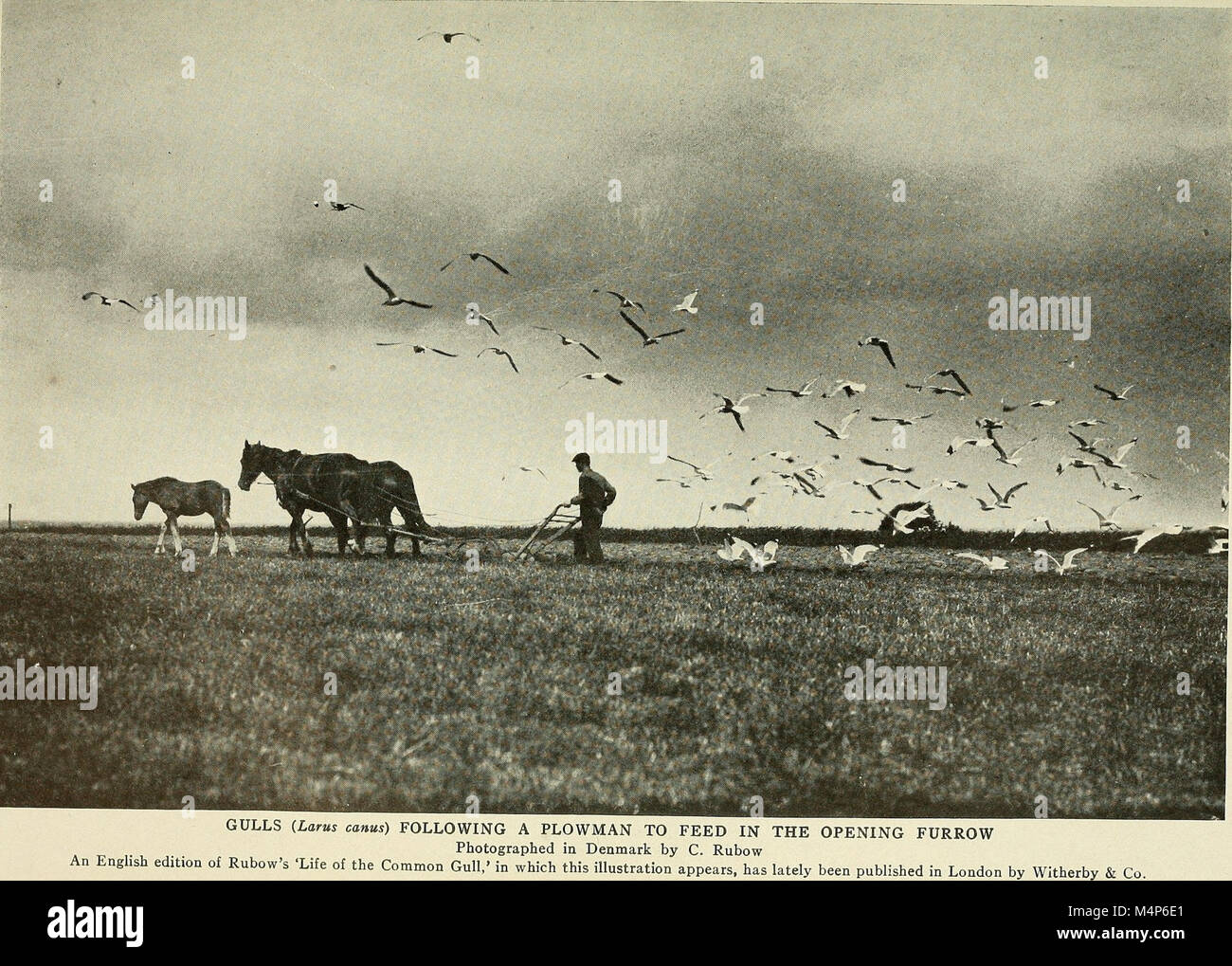 Bird lore (1911) (14752940284 Stock Photo - Alamy