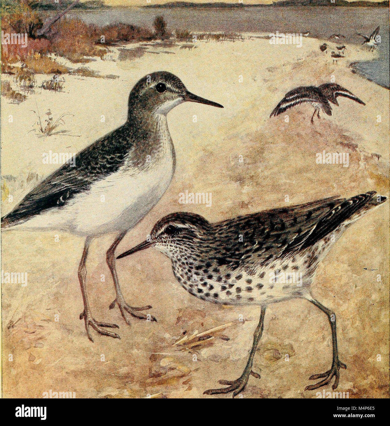 Bird Lore (1911) is a journal that focuses on ornithology, particularly ...