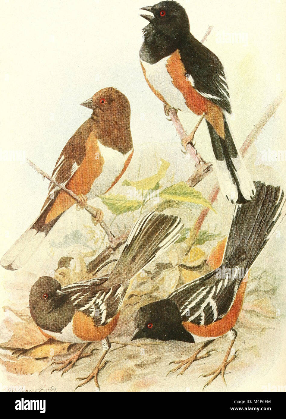 Bird Lore (1912) is a publication dedicated to the study of North ...