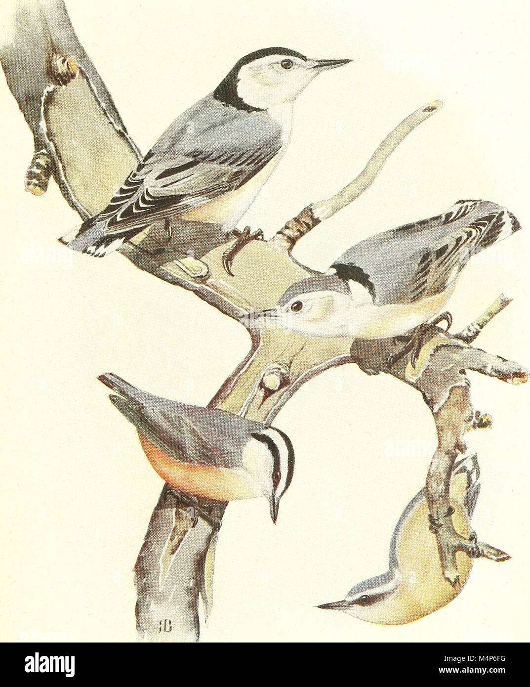 Bird lore (1912) (14727829836 Stock Photo - Alamy