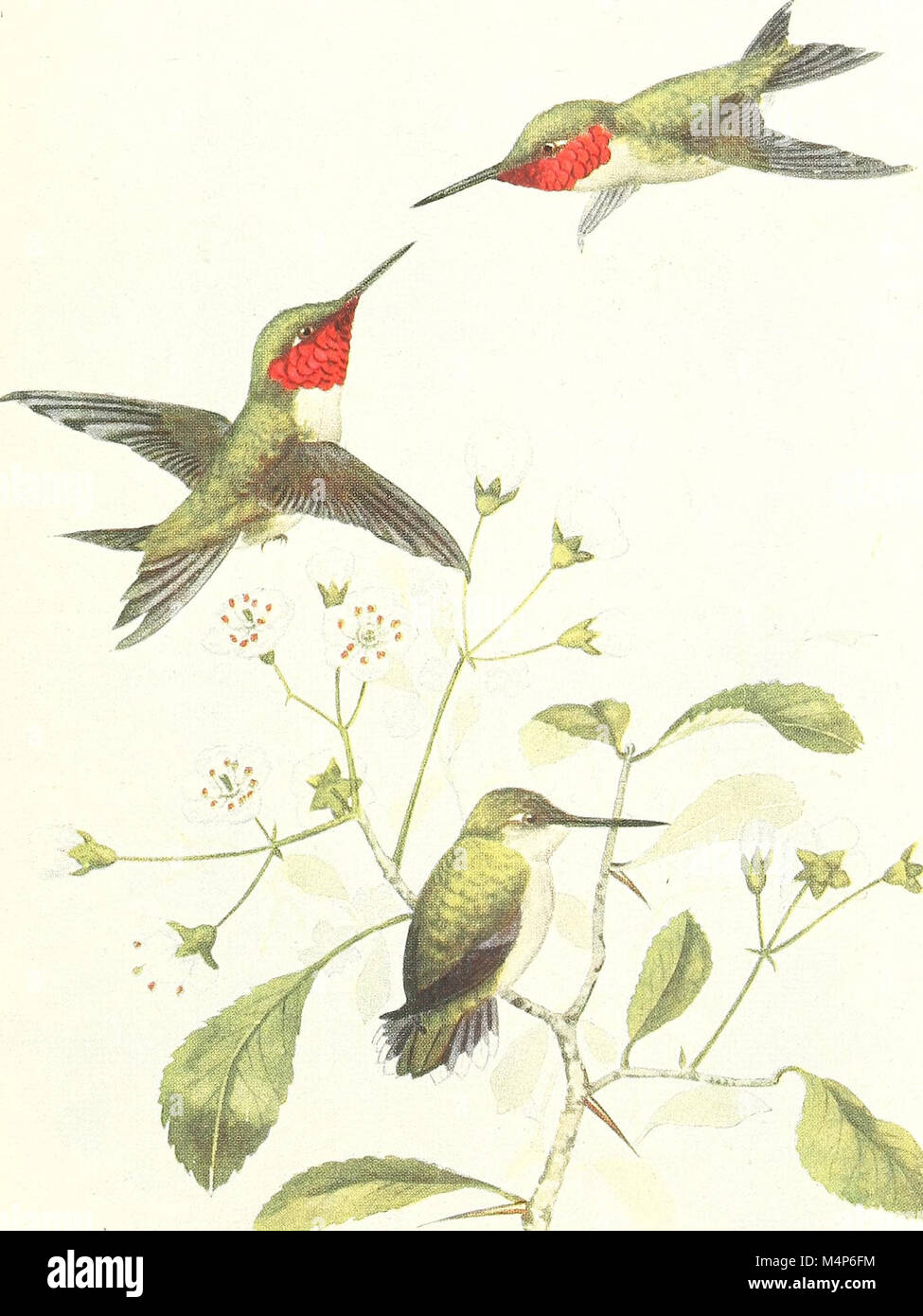 *Bird Lore* (1912) is a publication focusing on bird species, their ...
