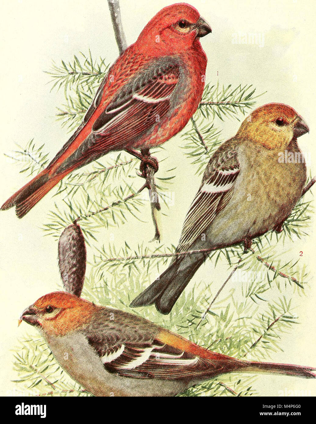 Bird lore (1912) (14750829755 Stock Photo - Alamy
