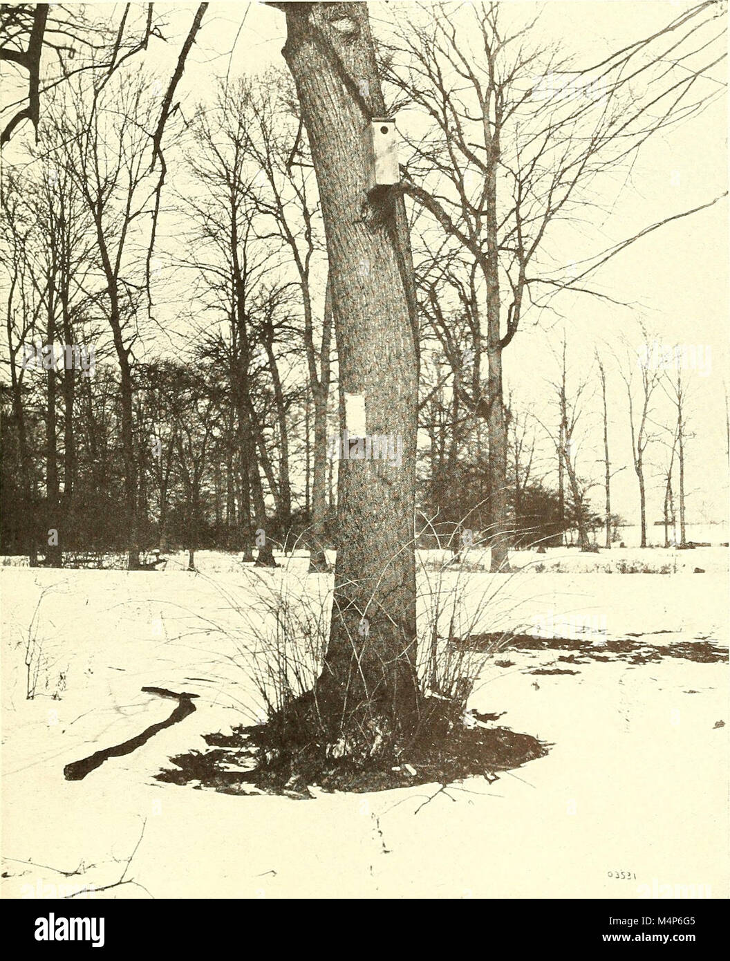 'Bird Lore' (1912) offers insights into the behavior, identification ...