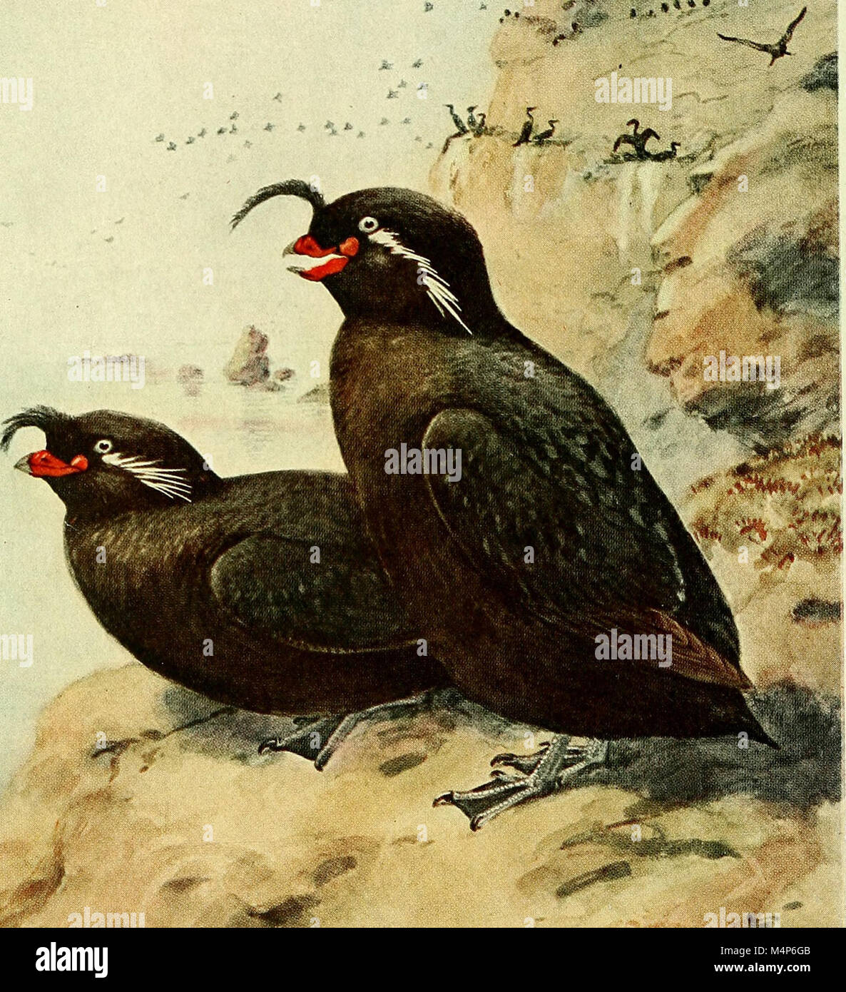 Bird lore (1913) (14562374899 Stock Photo - Alamy