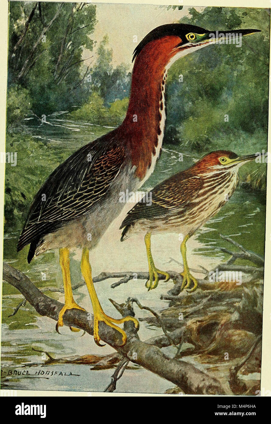 Bird lore (1913) (14745862421 Stock Photo - Alamy
